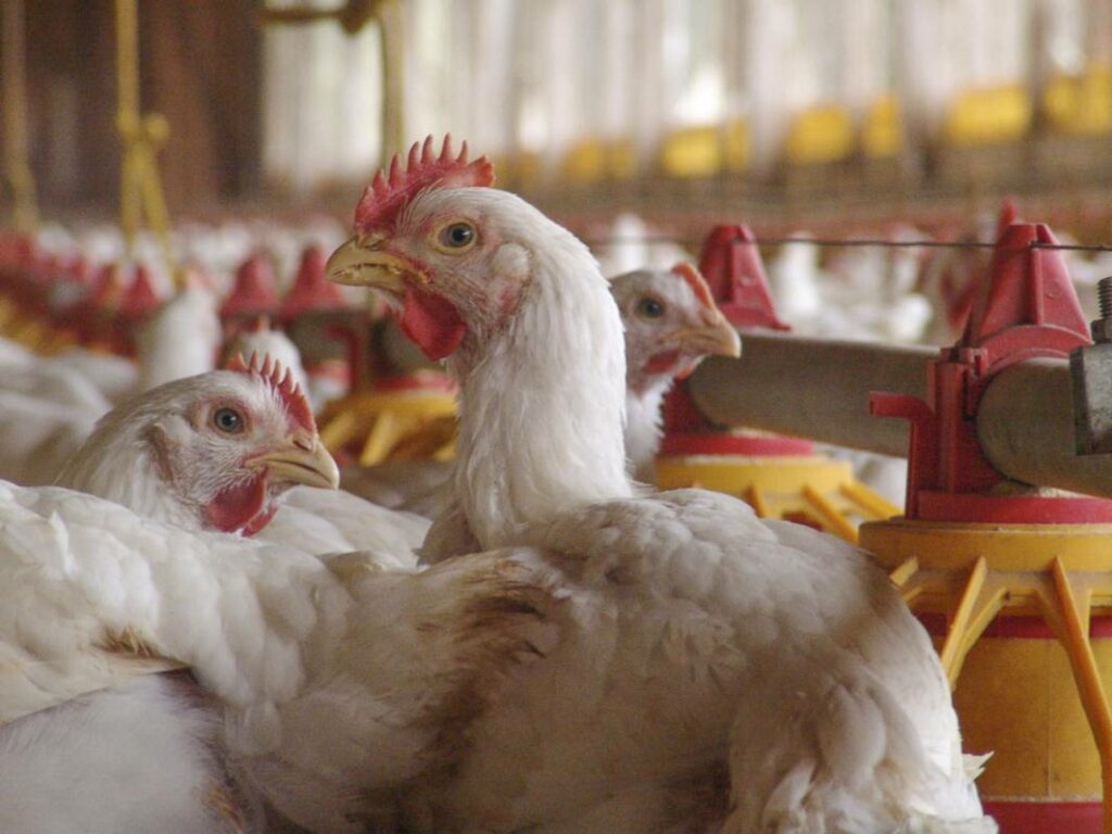 Tudo o que você precisa saber sobre frango de corte