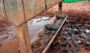 O que é cocho e qual é a sua importância para bovinos?