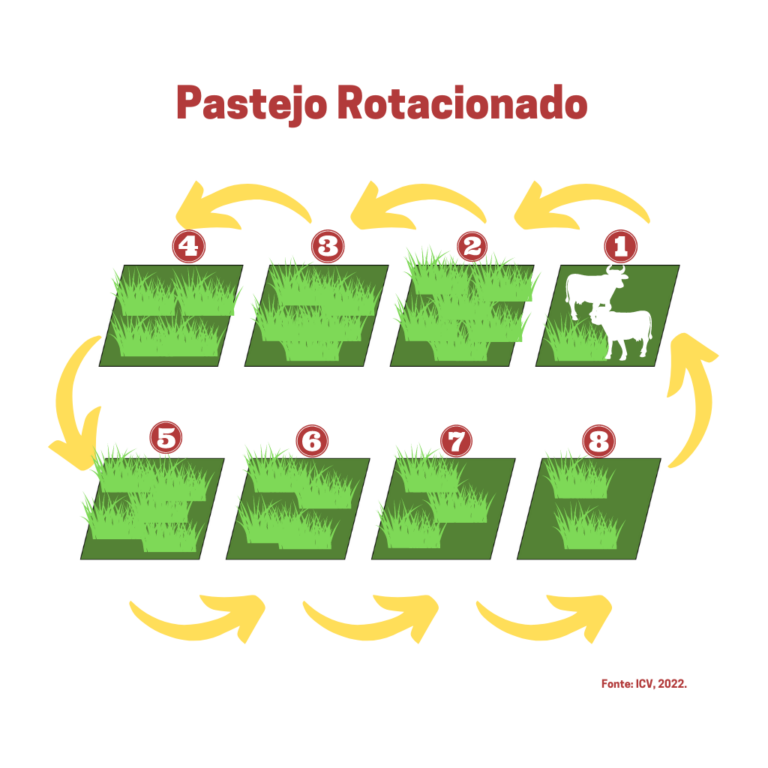 O que é manejo de pastagem? | NutriMosaic