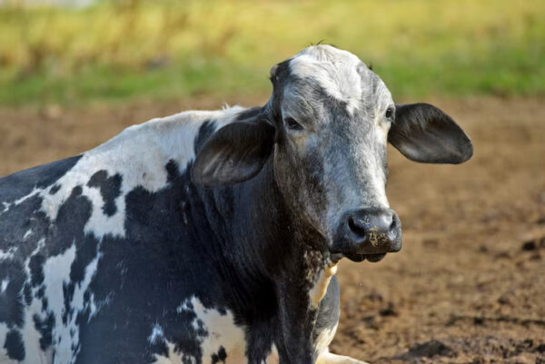 O que é feno? Entenda Sua Importância na Agropecuária