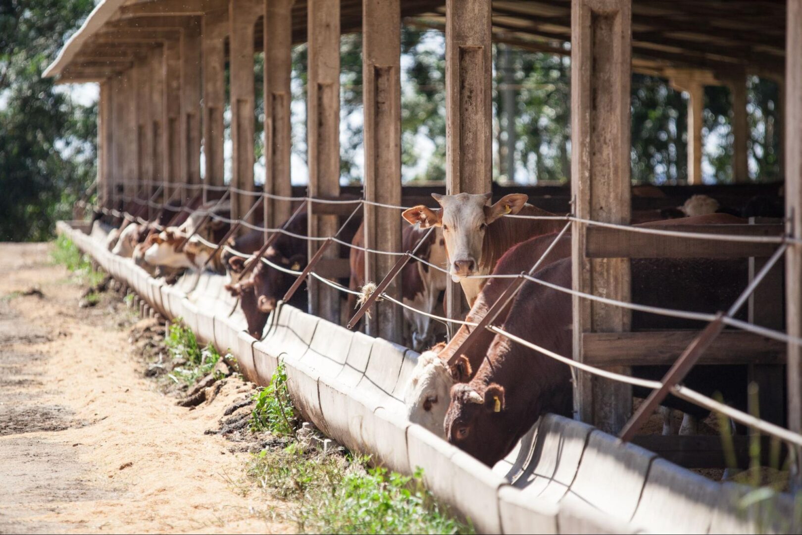 Compost Barn: aprenda tudo sobre esse sistema! | NutriMosaic