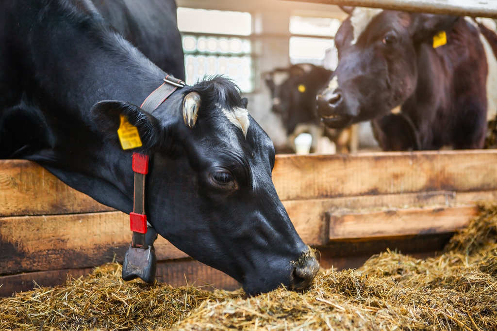 Nutrição animal de bovinos: pastagem e suplementos > Nutrimosaic
