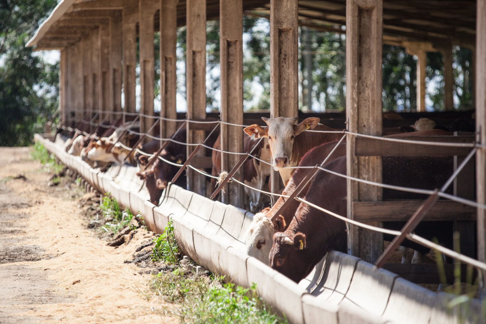 O que é cocho e qual é a sua importância para bovinos?