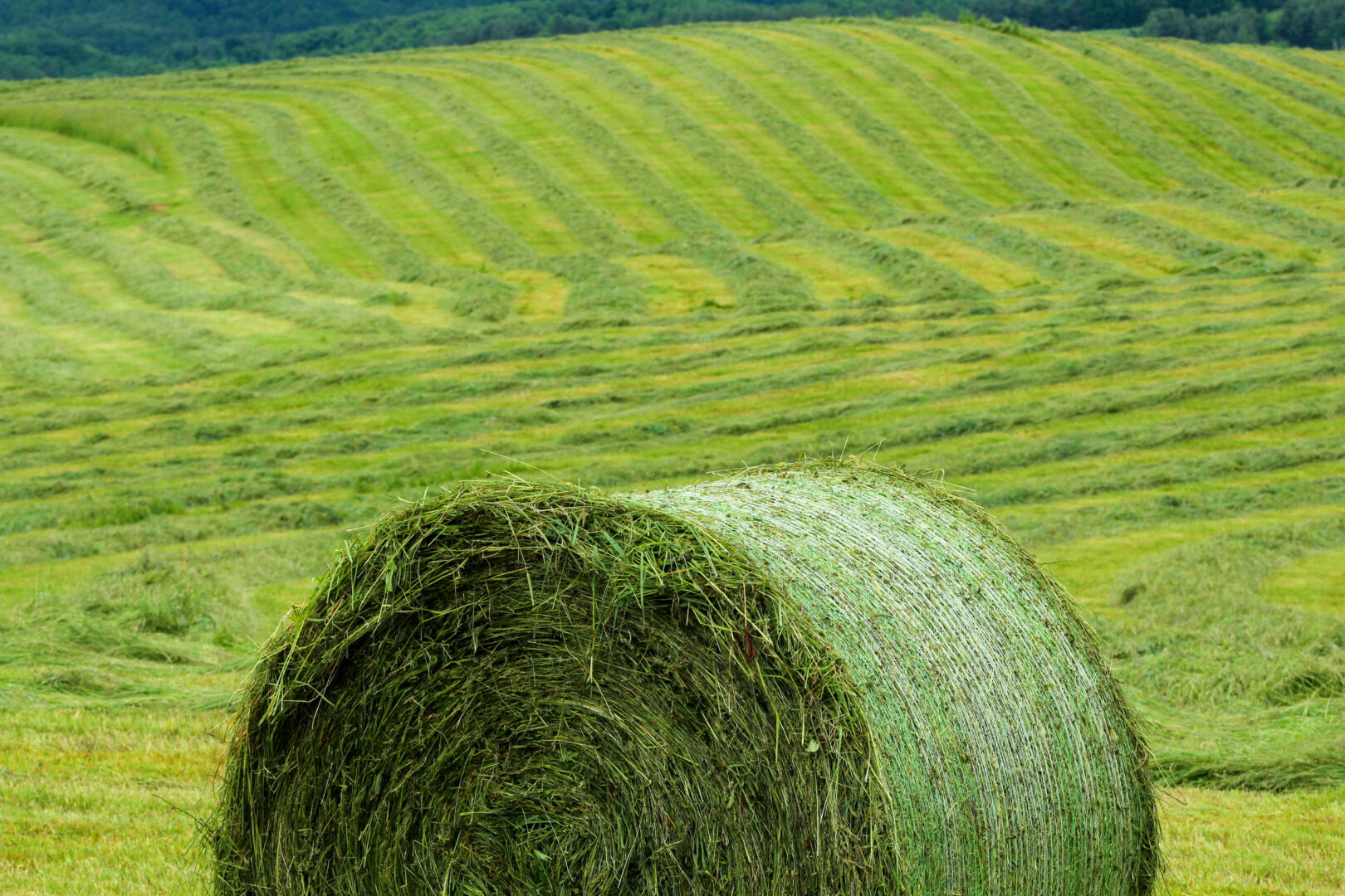 O que é feno? Entenda Sua Importância na Agropecuária