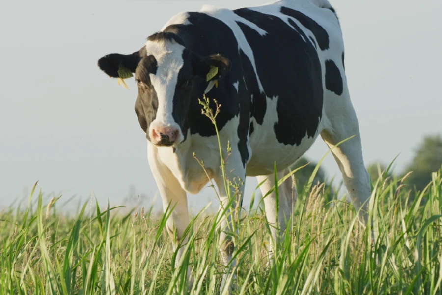 Vaca Holandesa: principais características e práticas de criação