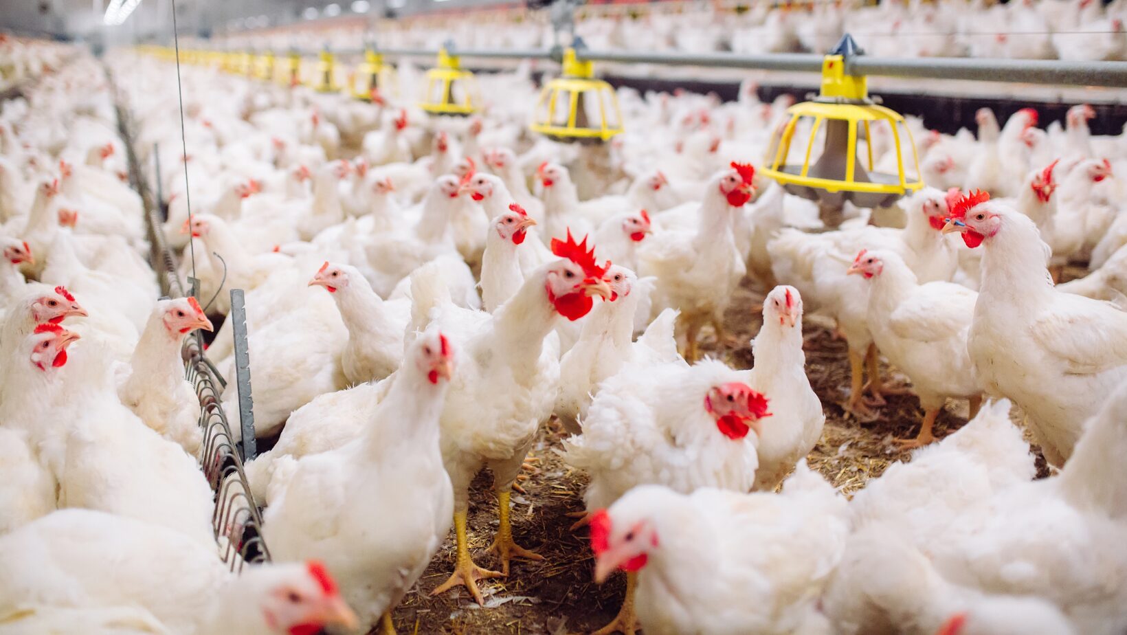 Avicultura industrial: boas prática para garantir o bem-estar animal