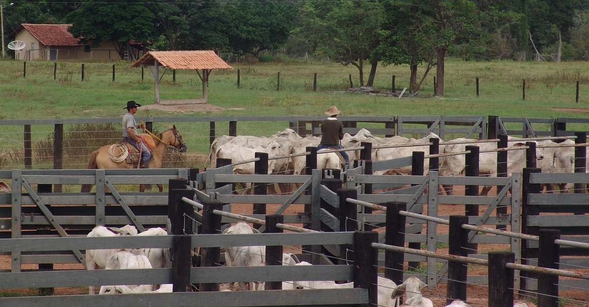Projeto De Curral Para Gado De Corte - RETOEDU