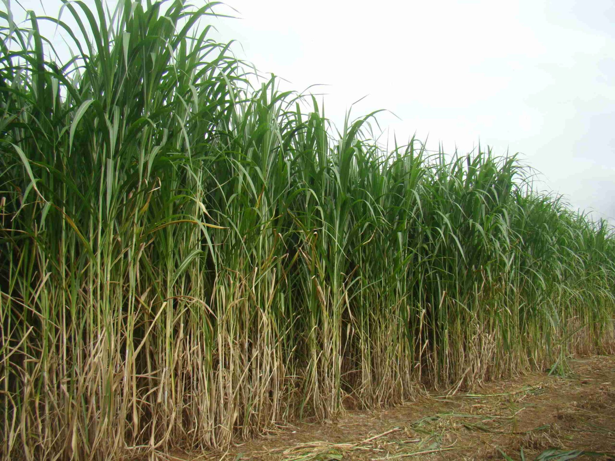 Capim braquiária: tipos, cultivo e controle de pragas