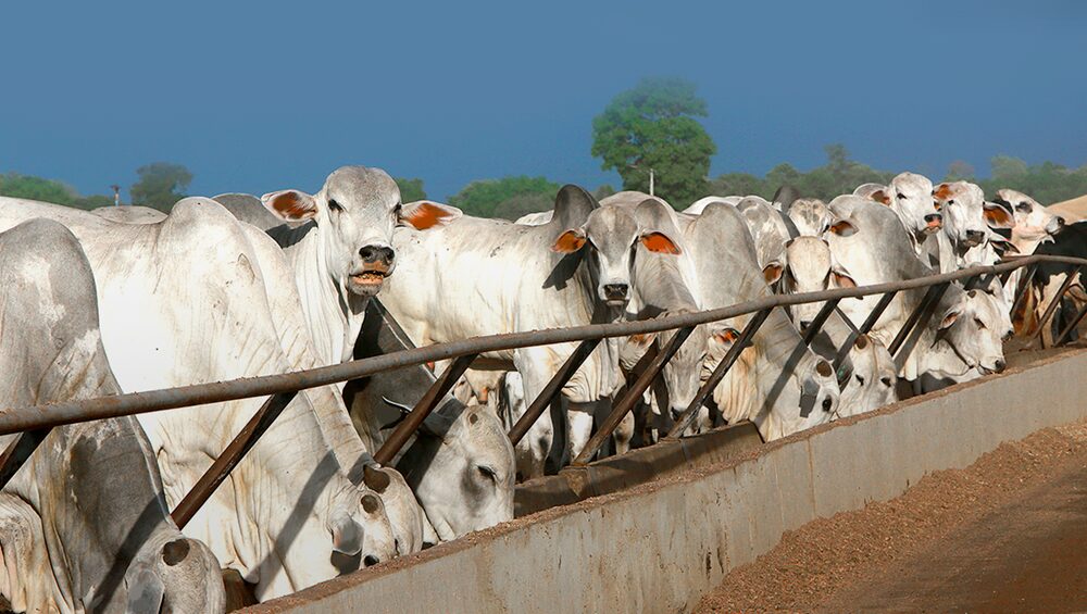 Confinamento de gado: técnica, eficácia e efeitos na pecuária