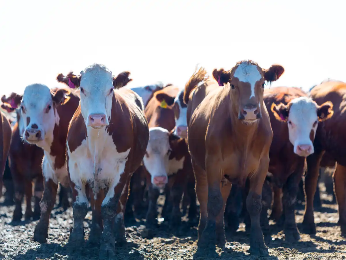 Pecuária intensiva e extensiva: entenda as diferenças